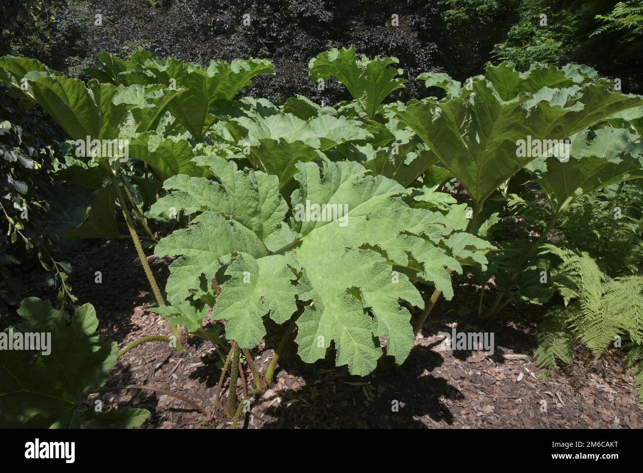 Leaves Of Gunnera Manicata In a botanical park Stock Photo - Alamy