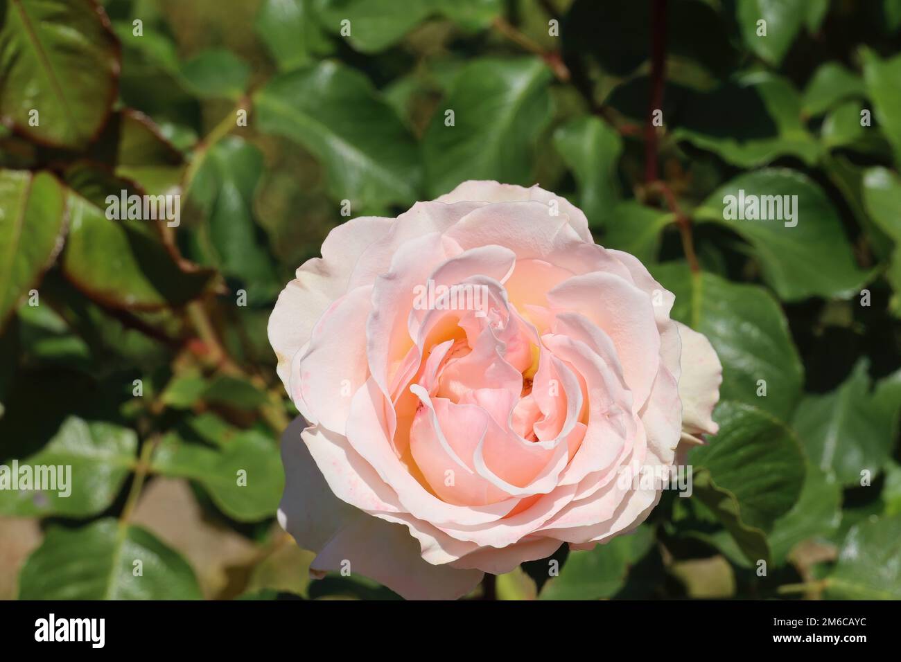 Filoli gardens california hi-res stock photography and images - Alamy