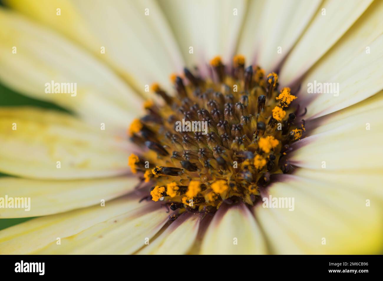 Closeup photo of yellow daisy Stock Photo - Alamy