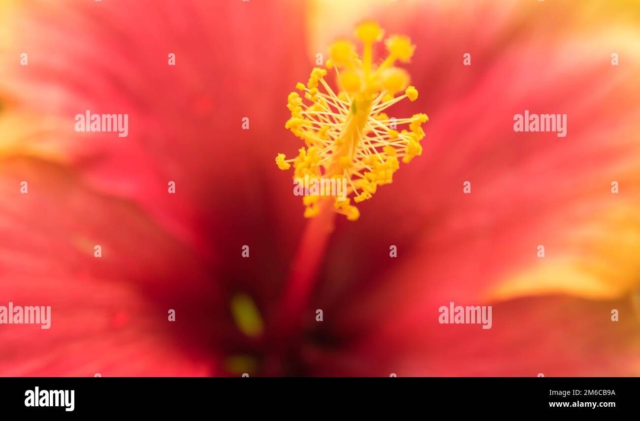 Extreme close up of a colourful flower stamen and stigma Stock Photo ...
