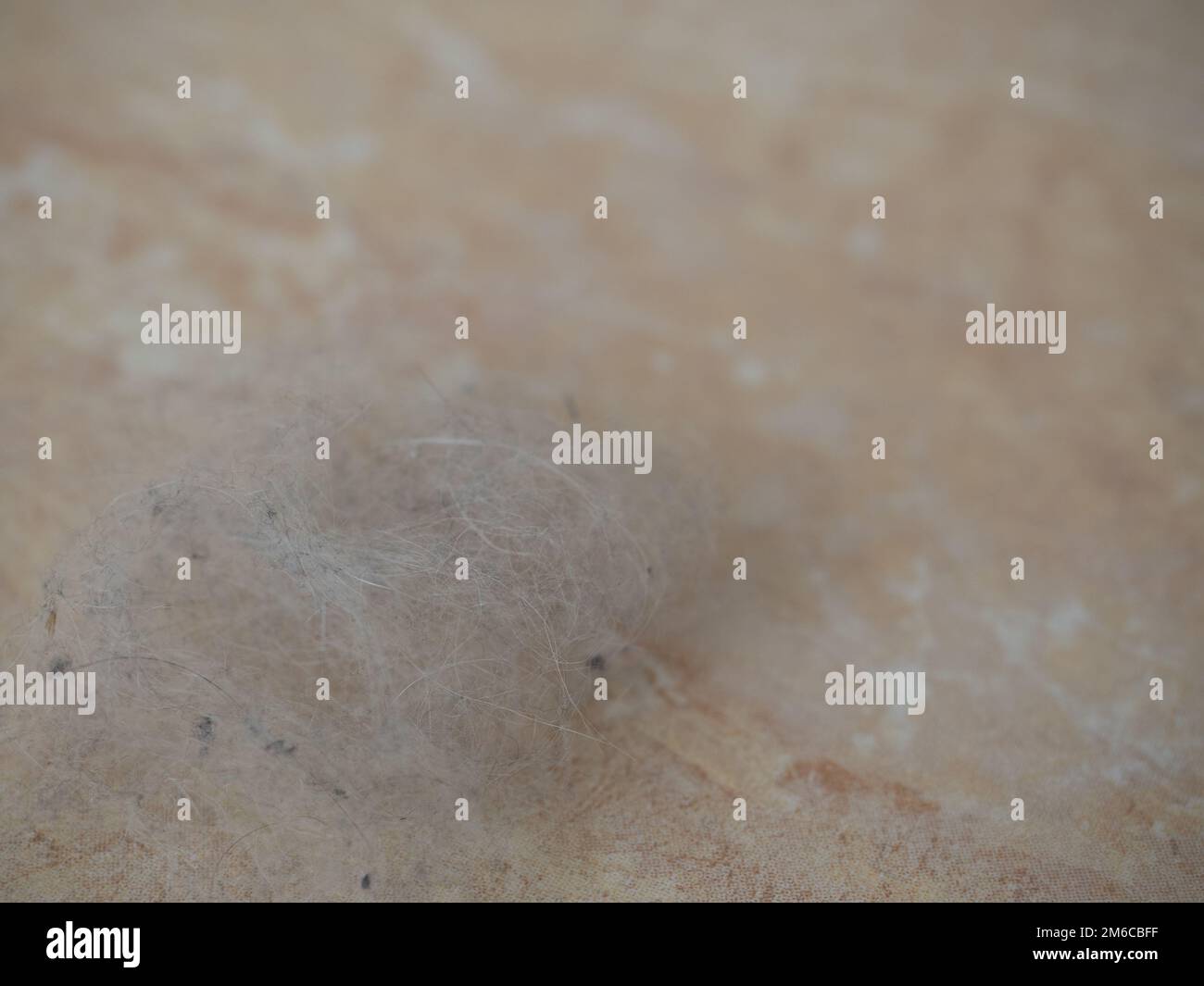 Fluff haired hi-res stock photography and images - Alamy