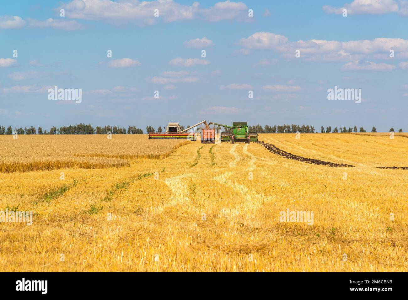 Agriculture in Russia. The growing grain Stock Photo - Alamy