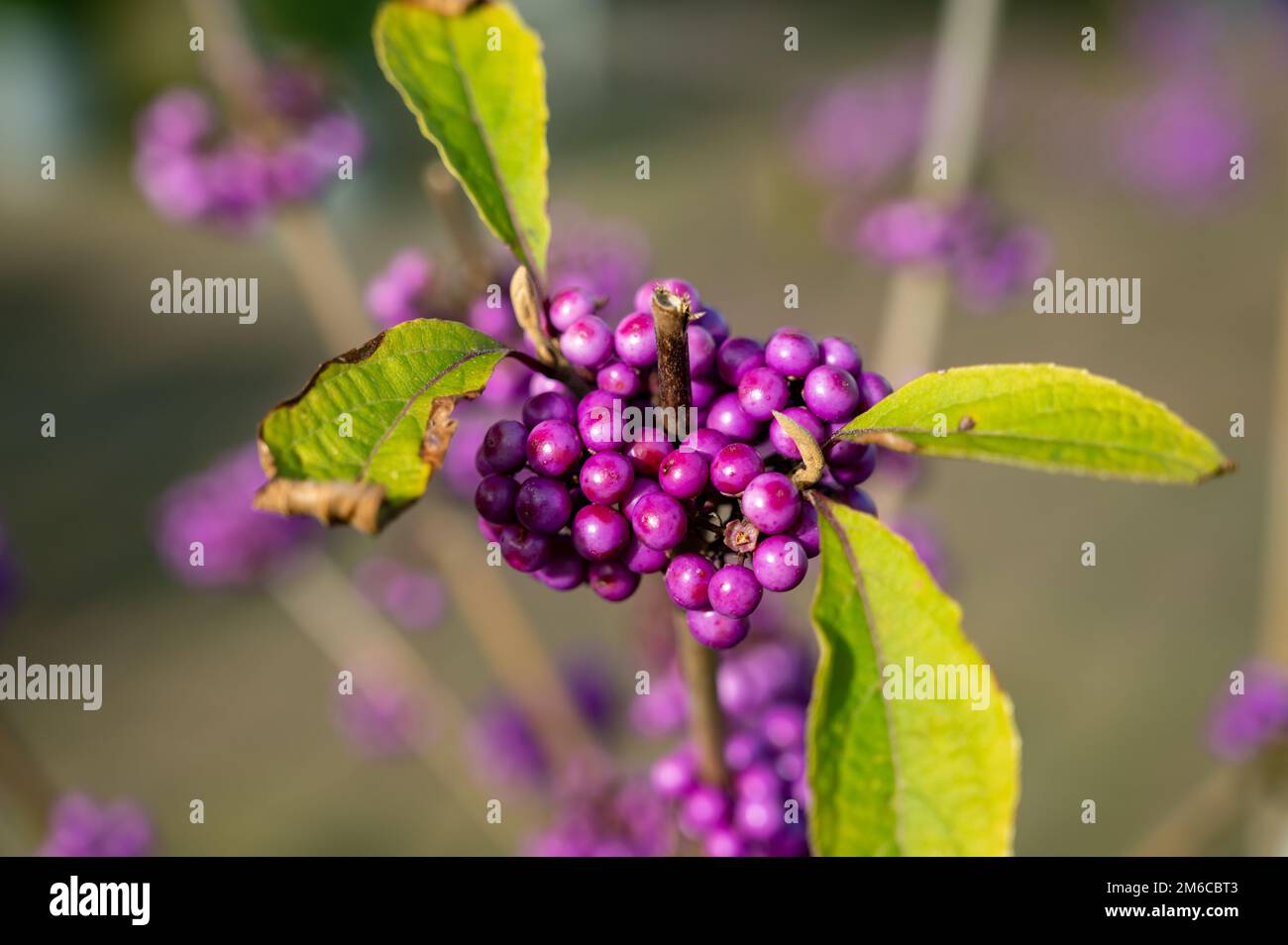 Callicarpa bodinieri ‘imperial pearl’ hi-res stock photography and ...