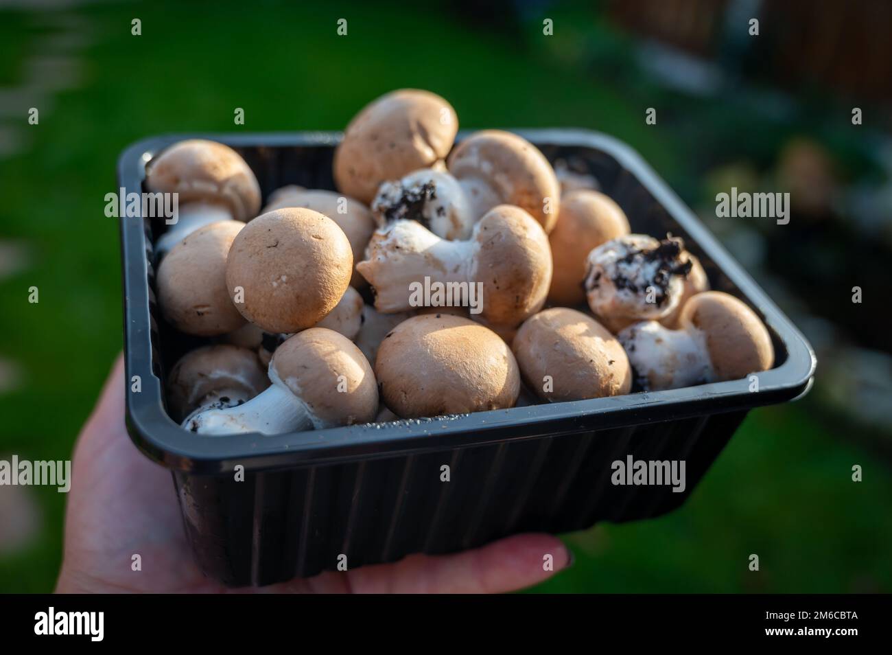 Harvest of high quality organic brown champignon mushrooms growing in ...