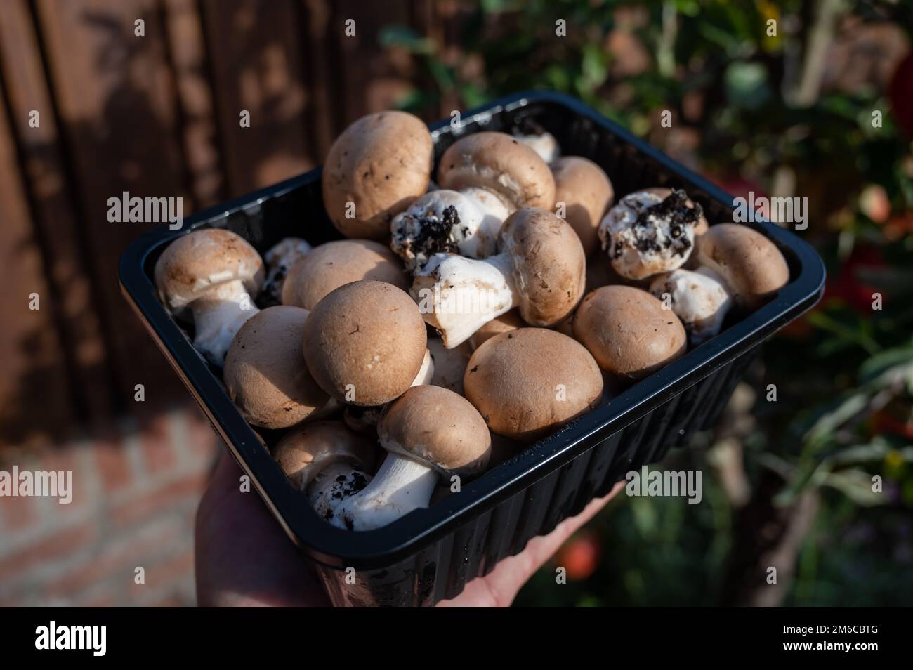 Harvest of high quality organic brown champignon mushrooms growing in ...
