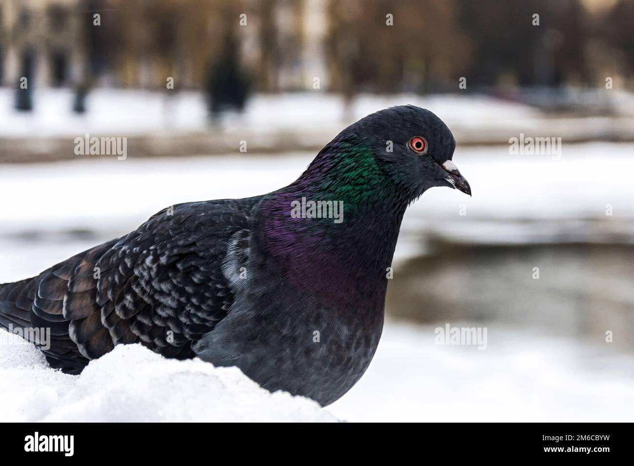 Close-up of a blue-winged dove on a blurred background Stock Photo - Alamy
