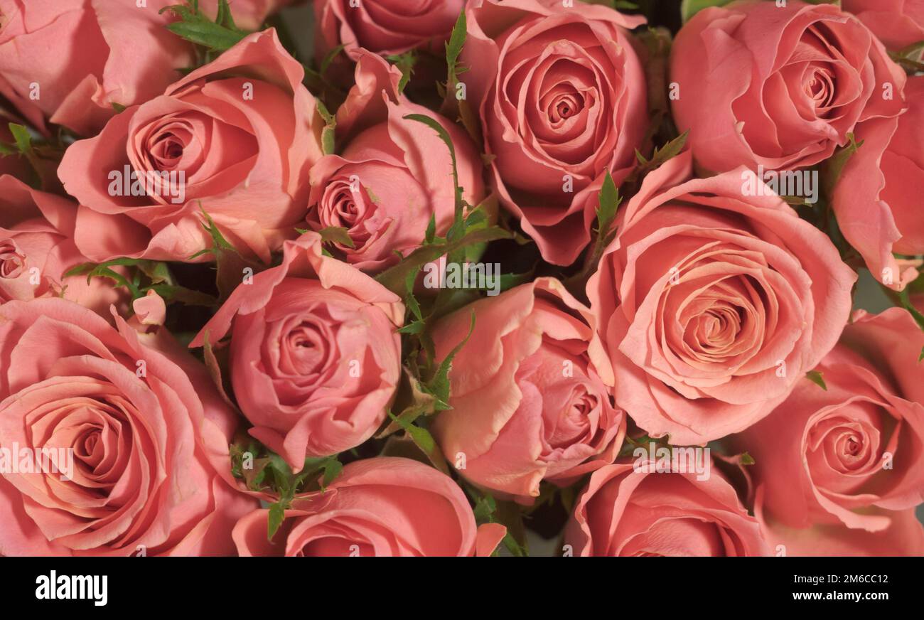 Colorful realistic roses bouquet hi-res stock photography and images ...