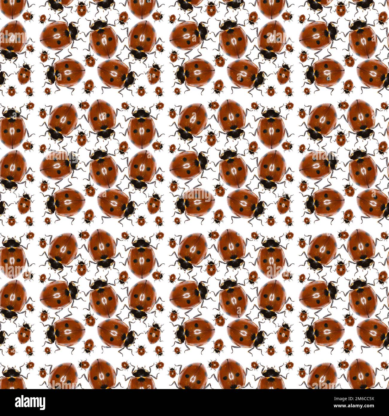 Ladybug Photo Pattern - Seven-spot Ladybird on white Background Stock ...
