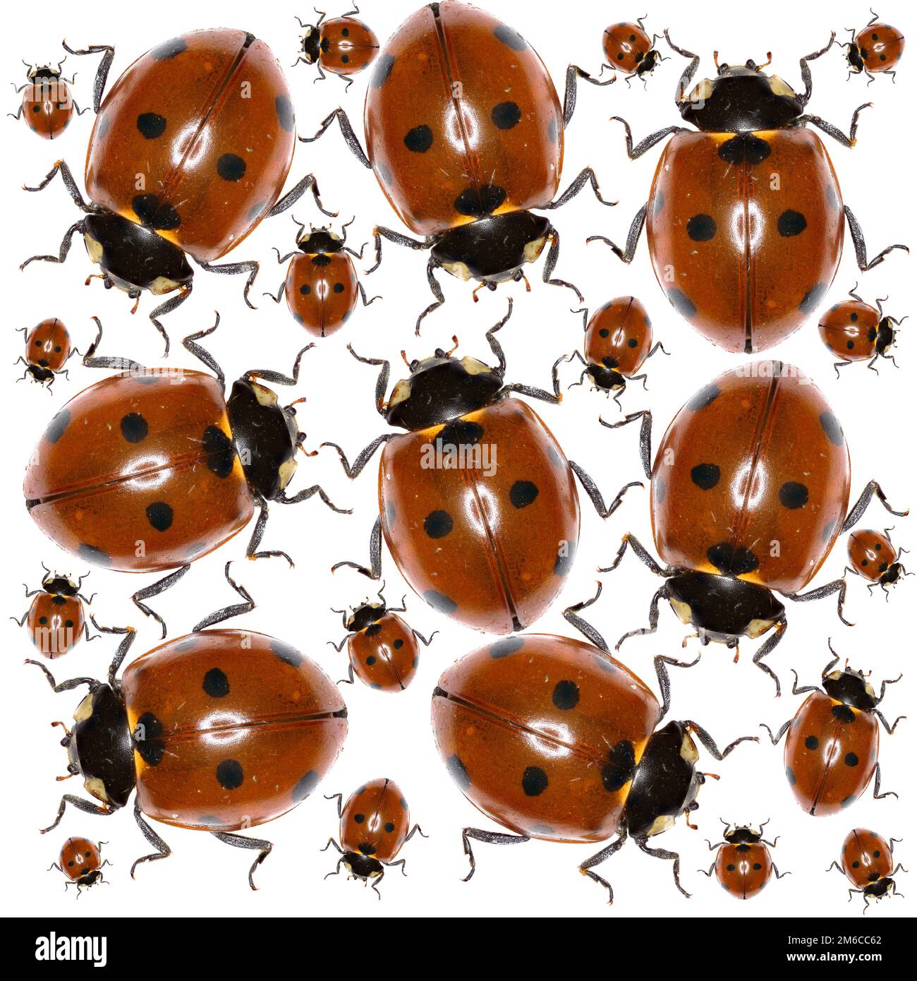 Ladybug Photo Pattern - Seven-spot Ladybird on white Background Stock ...