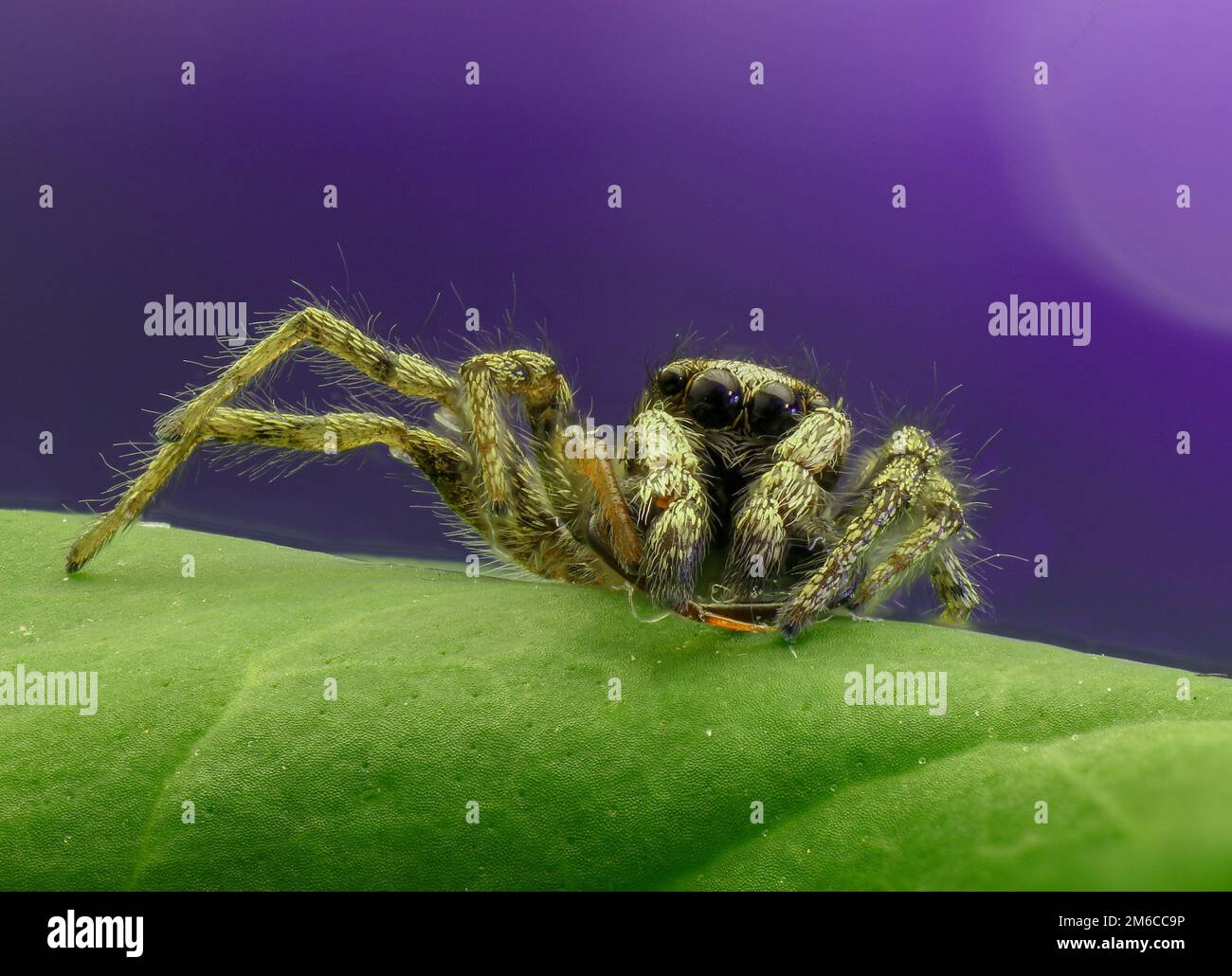 Zebra Jumping Spider - Salticus scenicus (Clerck, 1757 Stock Photo - Alamy