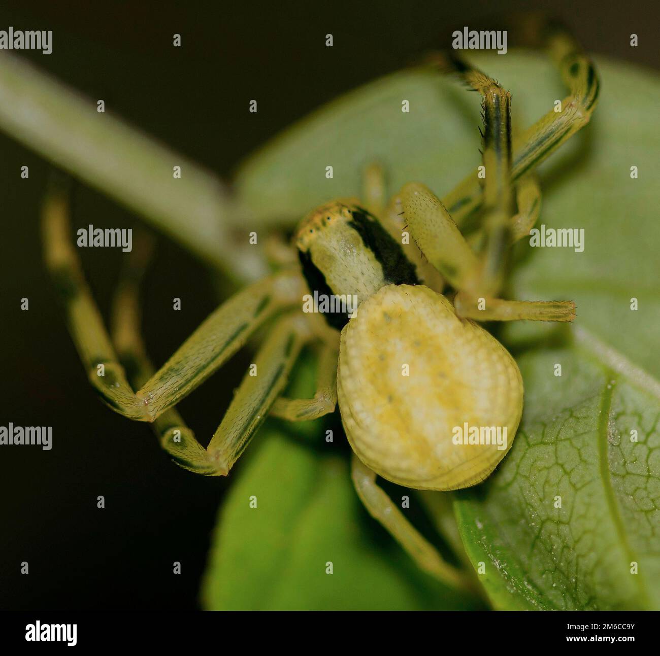 Yellow Flower Crab spider - Runcinia grammica (C. L. Koch, 1837 Stock Photo - Alamy