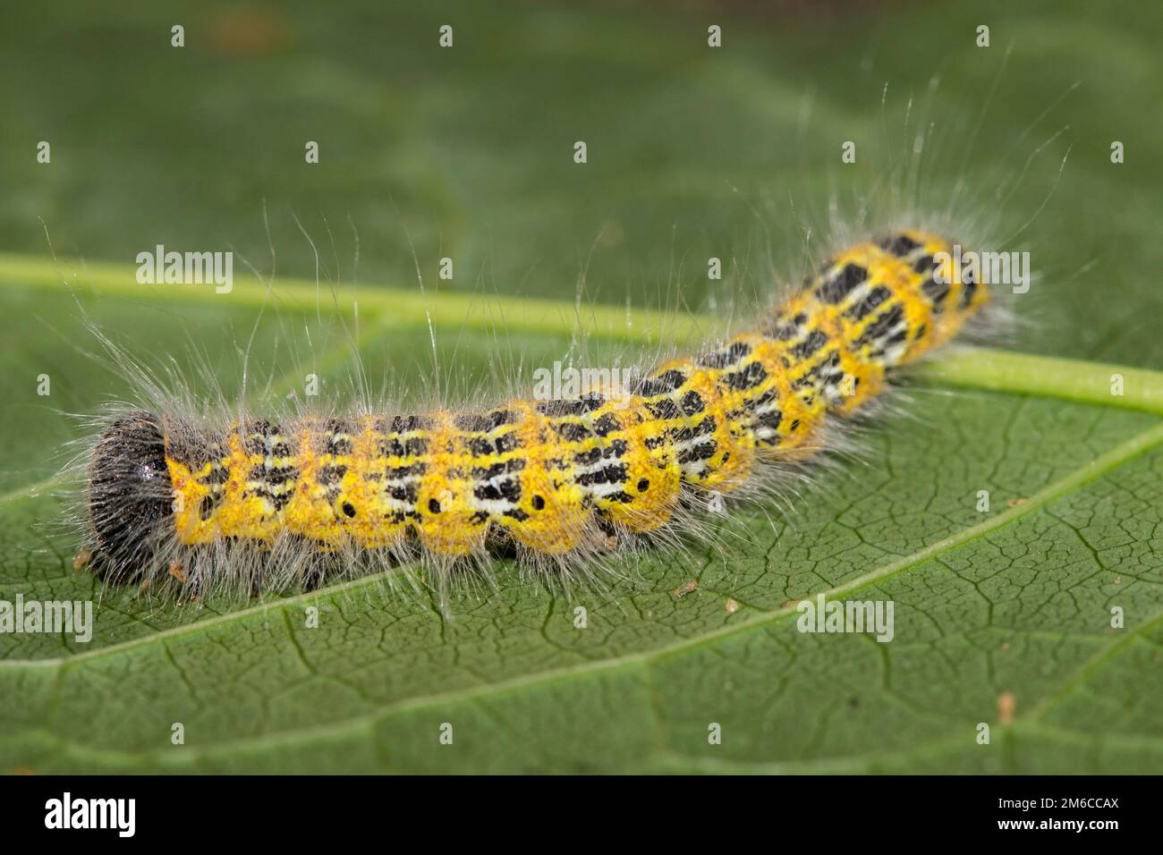 Buff-tip Caterpillar - Phalera bucephala (Linnaeus, 1758 Stock Photo ...