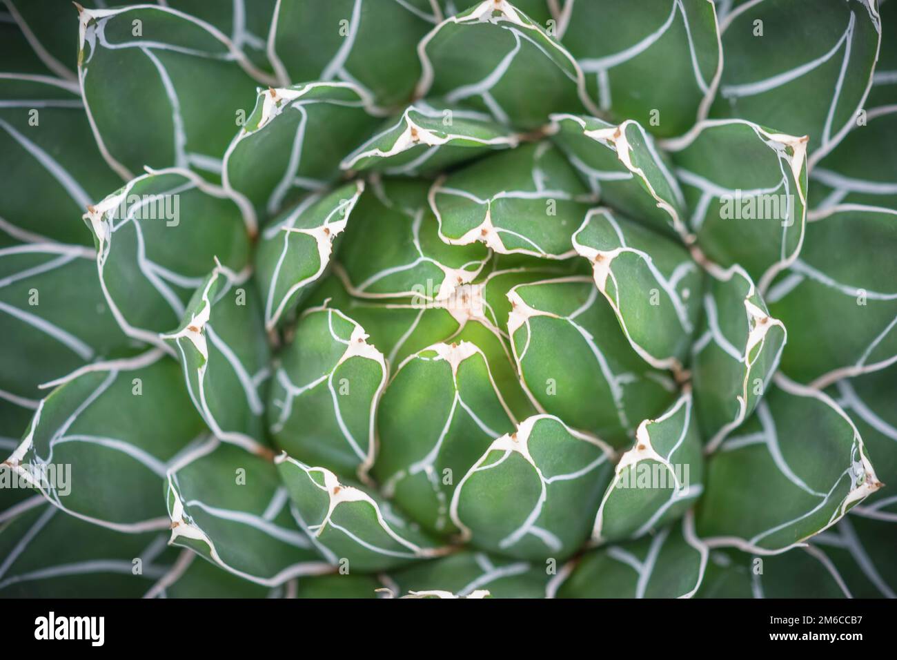 Agave victoria-reginae cactus closeup view Stock Photo - Alamy