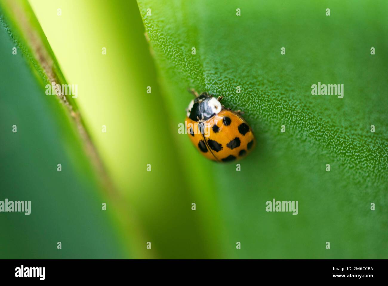 Ladybug on a green leaf texture Stock Photo - Alamy