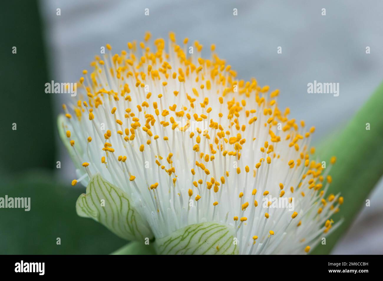 Extreme close up of a colourful flower stamen and stigma Stock Photo ...