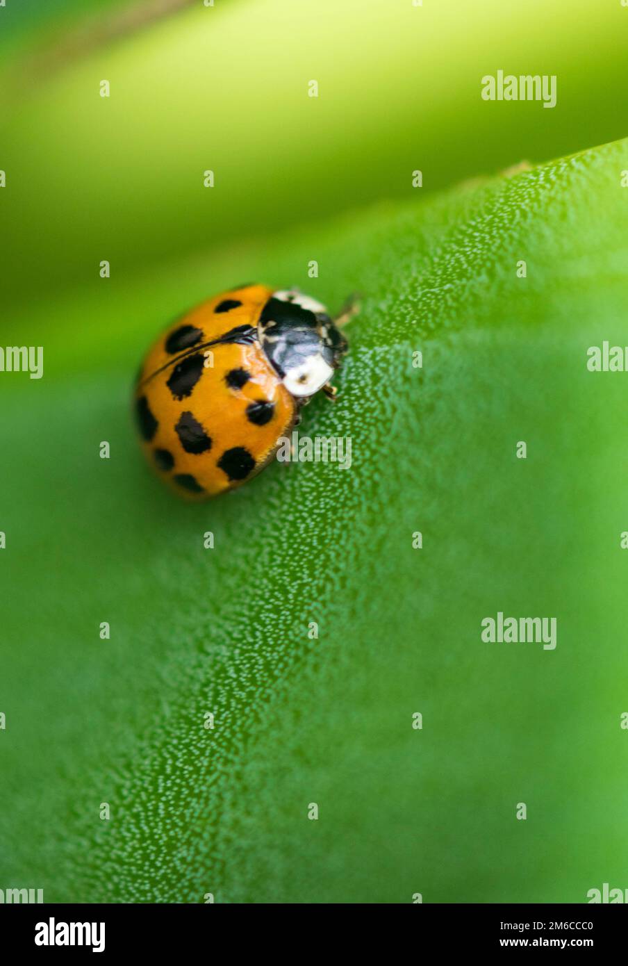 Bug macro texture hi-res stock photography and images - Alamy
