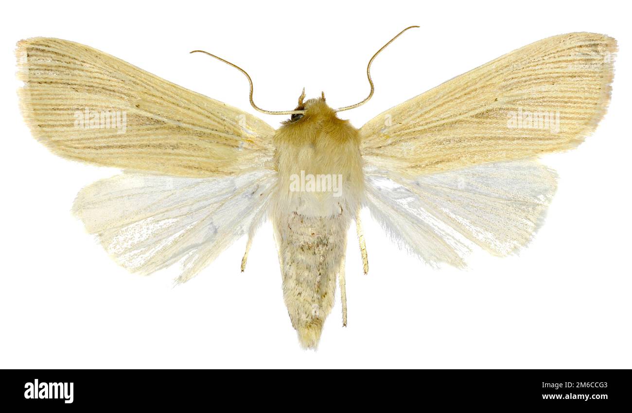 Common Wainscot on white Background - Mythimna pallens (Linnaeus, 1758 ...