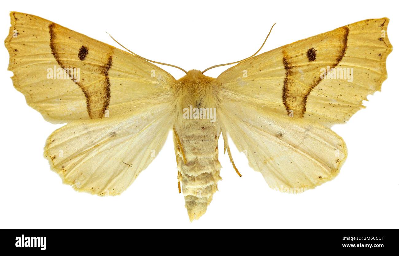 Scalloped Oak on white Background - Crocallis elinguaria (Linnaeus ...
