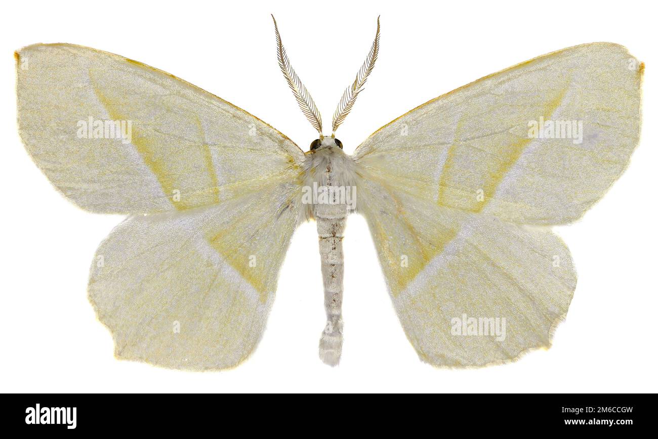 Light Emerald on white Background - Campaea margaritata (Linnaeus, 1767 ...