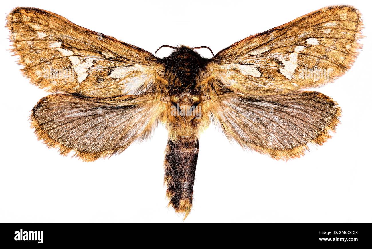 Common Swift Moth on white Background - Korscheltellus lupulinus ...