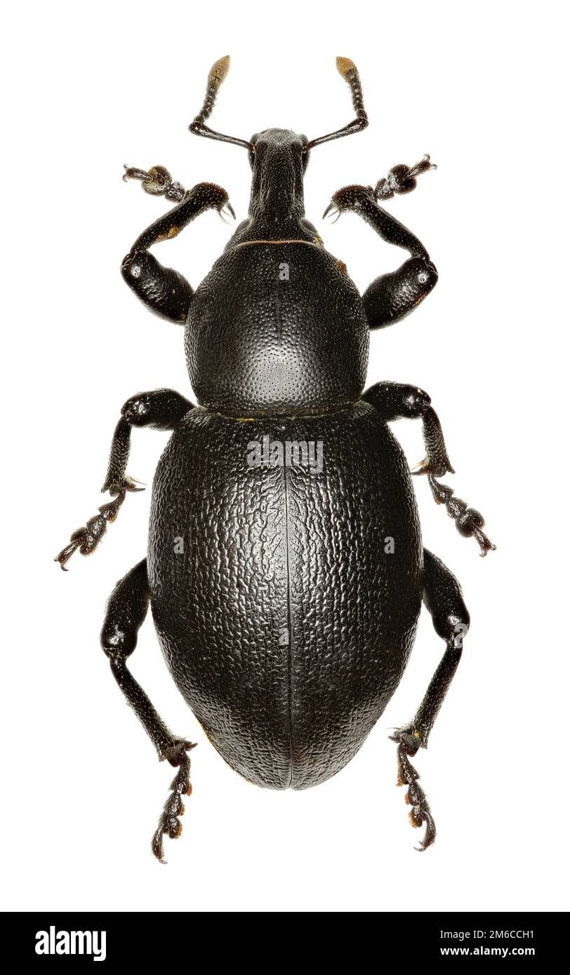 Weevil Liparus on white Background - Liparus dirus (Herbst, 1795 Stock ...