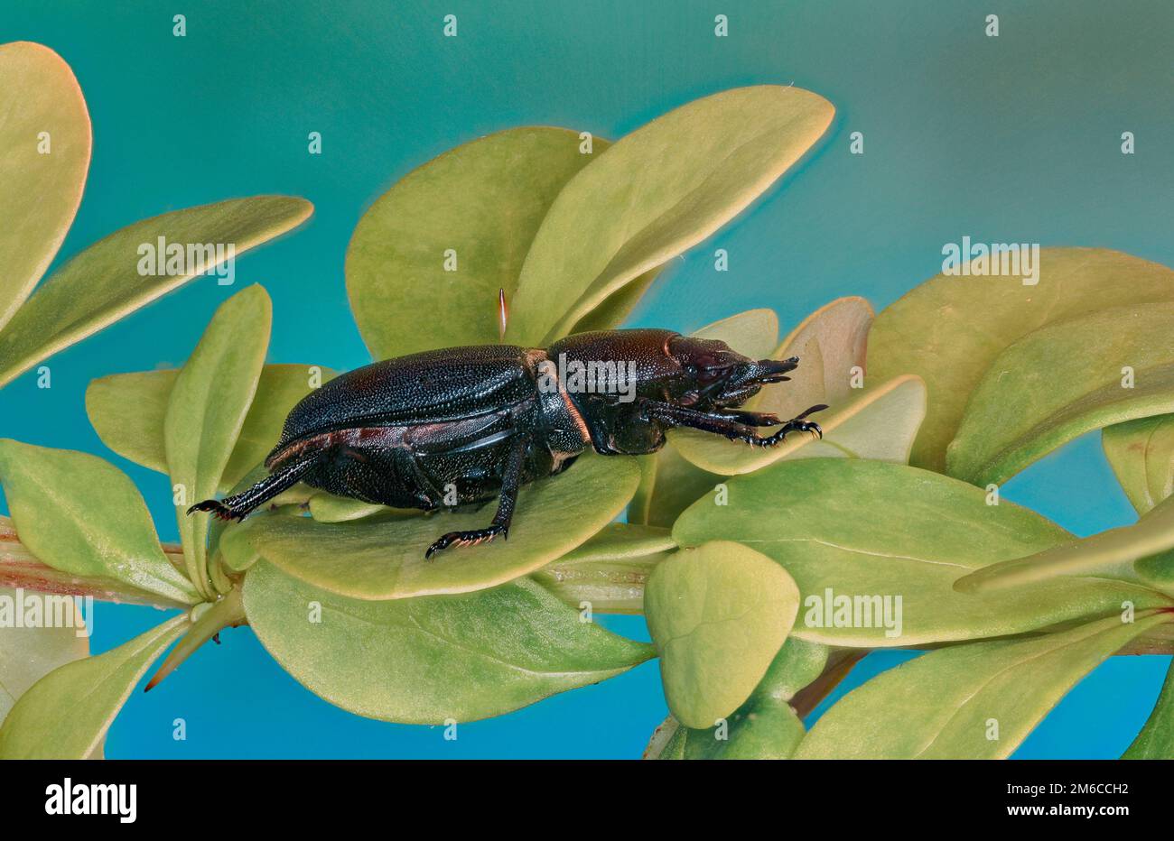Lesser Stag Beetle on a Plant - Dorcus parallelipipedus (Linnaeus, 1758 ...