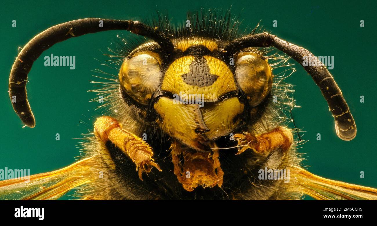 Red wasp vespula rufa hi-res stock photography and images - Alamy