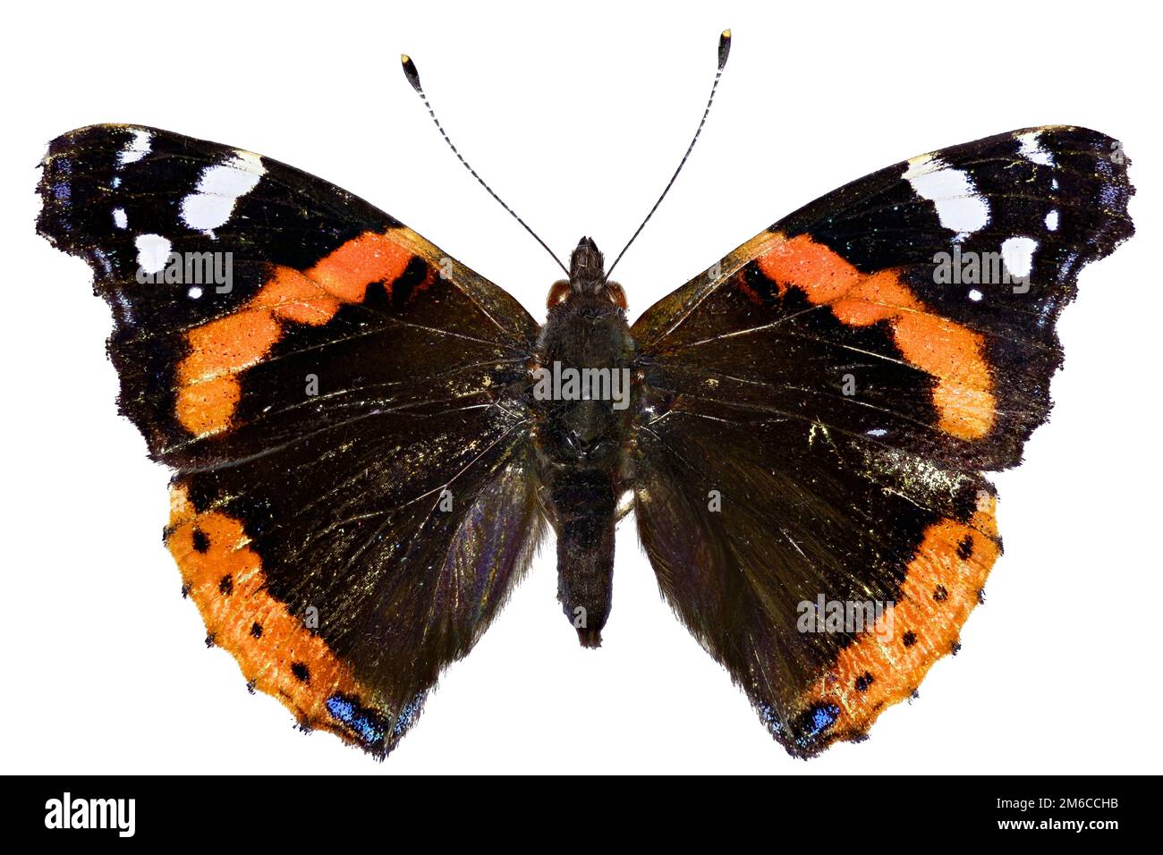 Red Admiral on white Background - Vanessa atalanta (Linnaeus, 1758 ...