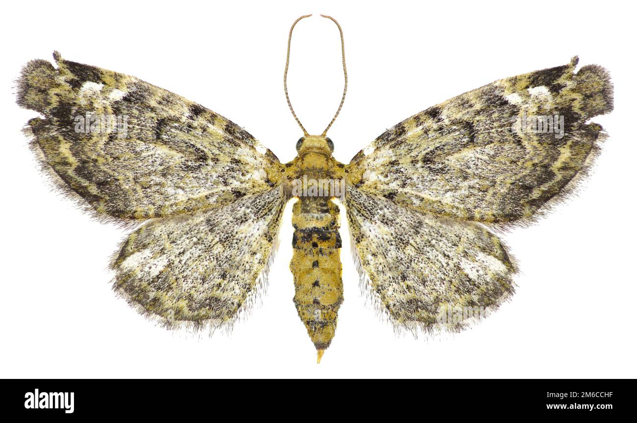 Green Pug Moth on white background - Pasiphila rectangulata (Linnaeus ...