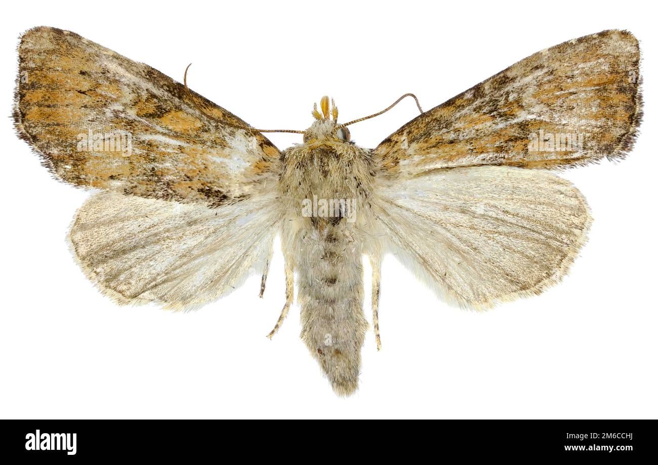 Esper Cut Out Stock Images & Pictures - Alamy