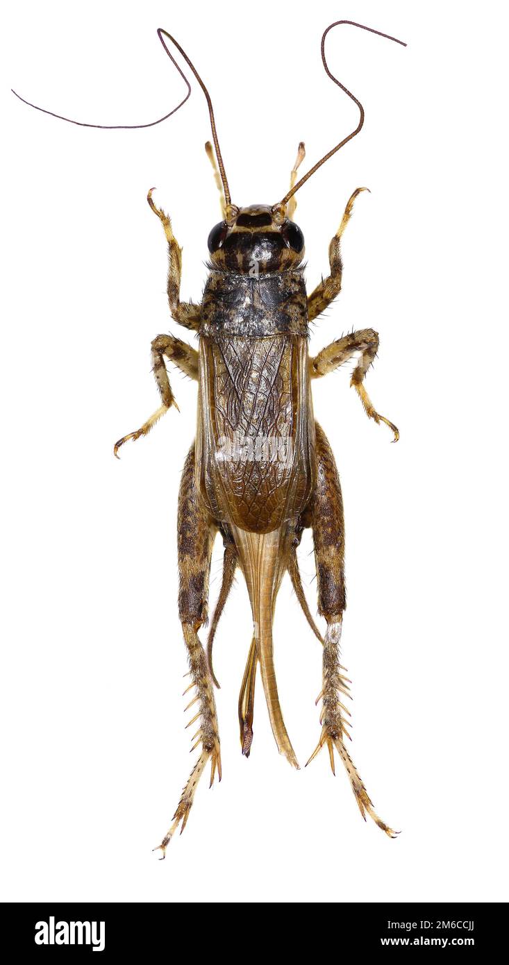 Cricket jumping insect Cut Out Stock Images & Pictures - Alamy