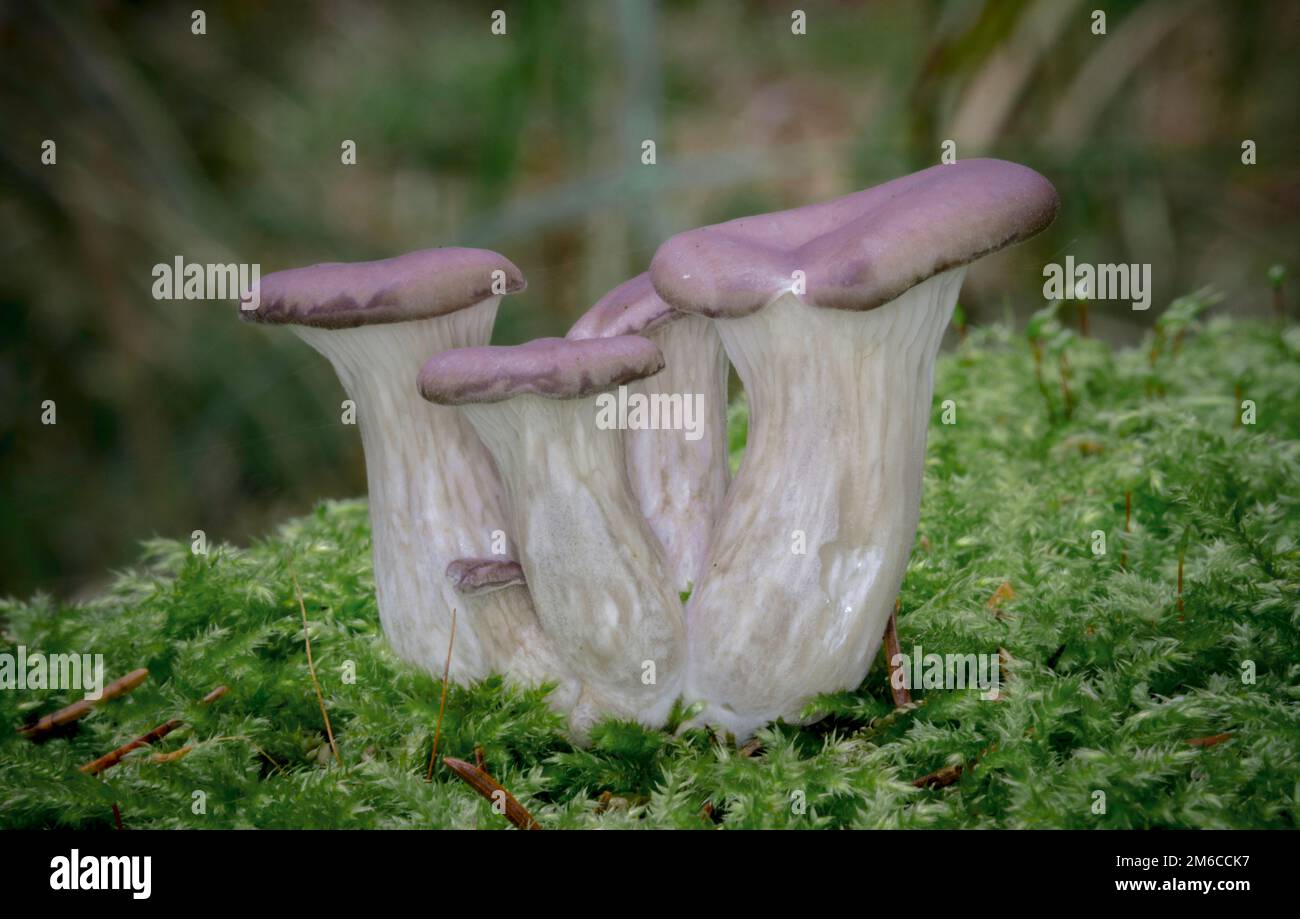 The Oyster Mushrooms in Pine Forest - Pleurotus sp Stock Photo - Alamy