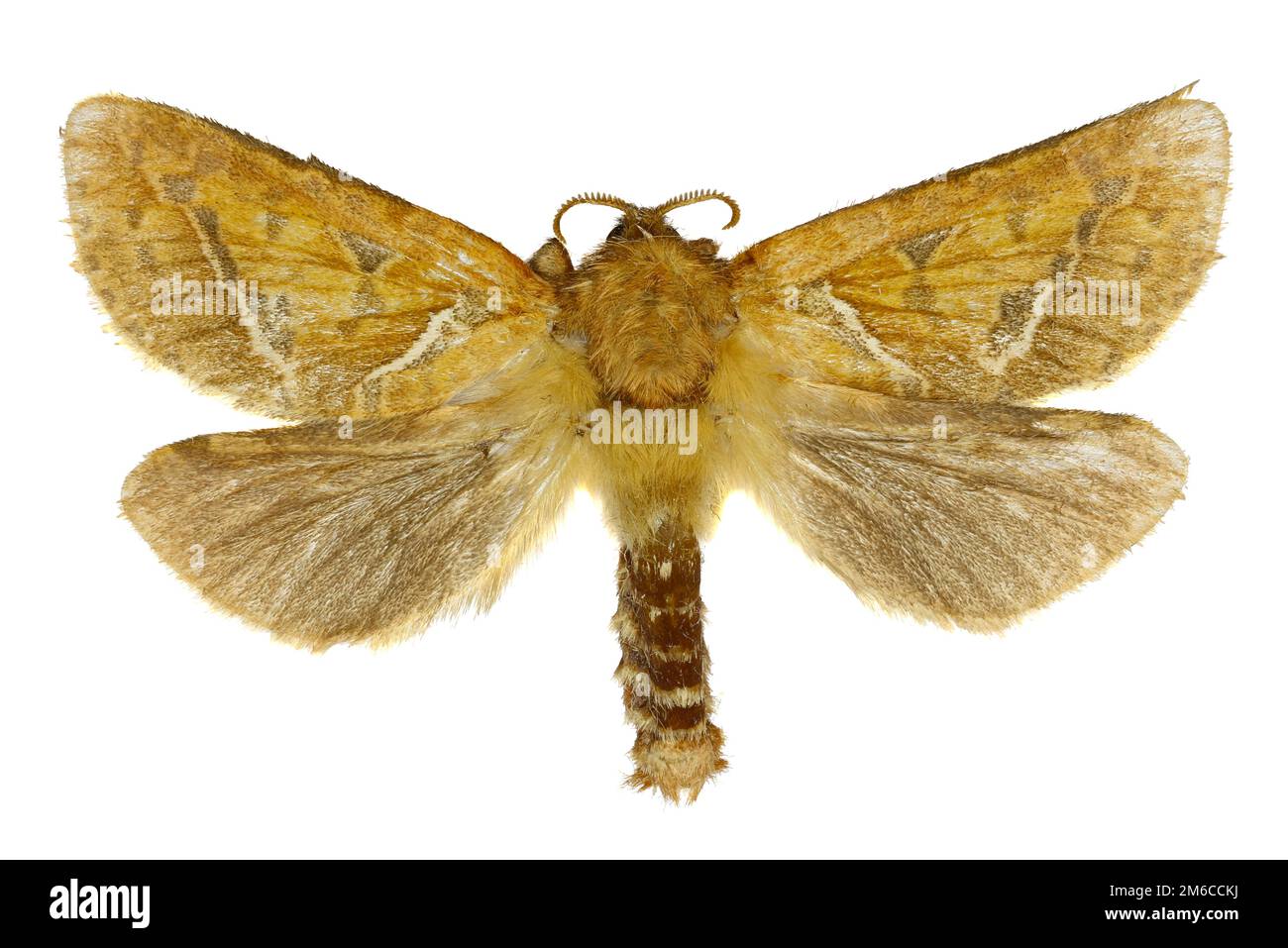 Orange swift on white Background - Triodia sylvina (Linnaeus, 1761 ...