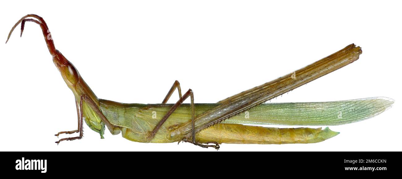 Snouted Grasshopper on white Background - Acrida ungarica mediterranea ...
