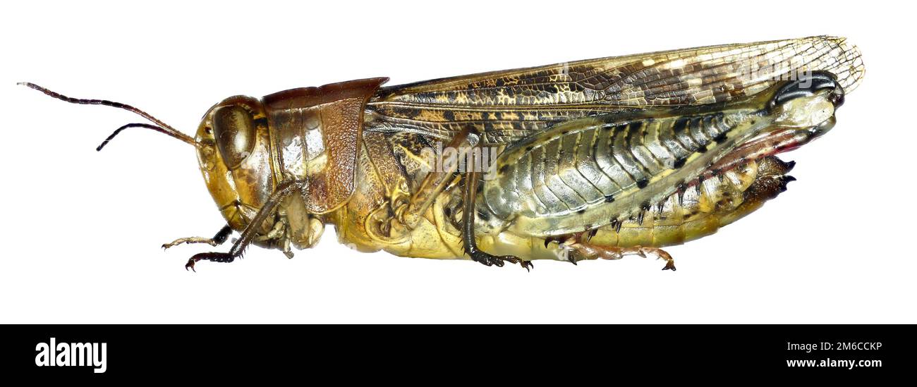 Italian Locust on white Background - Calliptamus italicus (Linnaeus ...