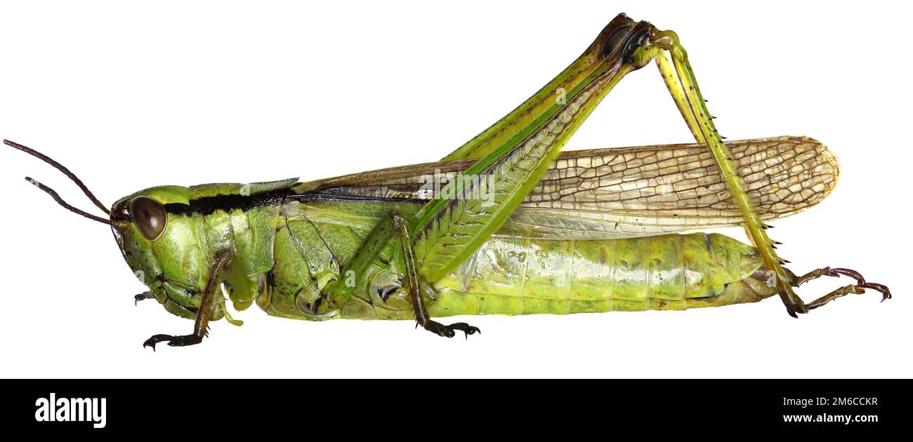 Leek Grasshopper on white Background - Mecostethus parapleurus ...