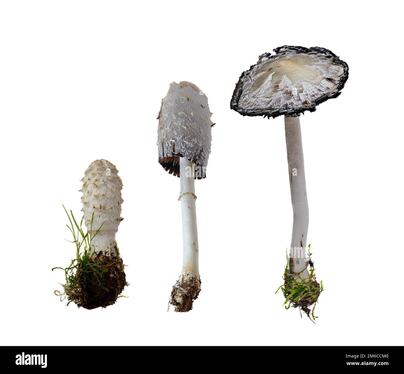 Coprinus Mushroom Structure