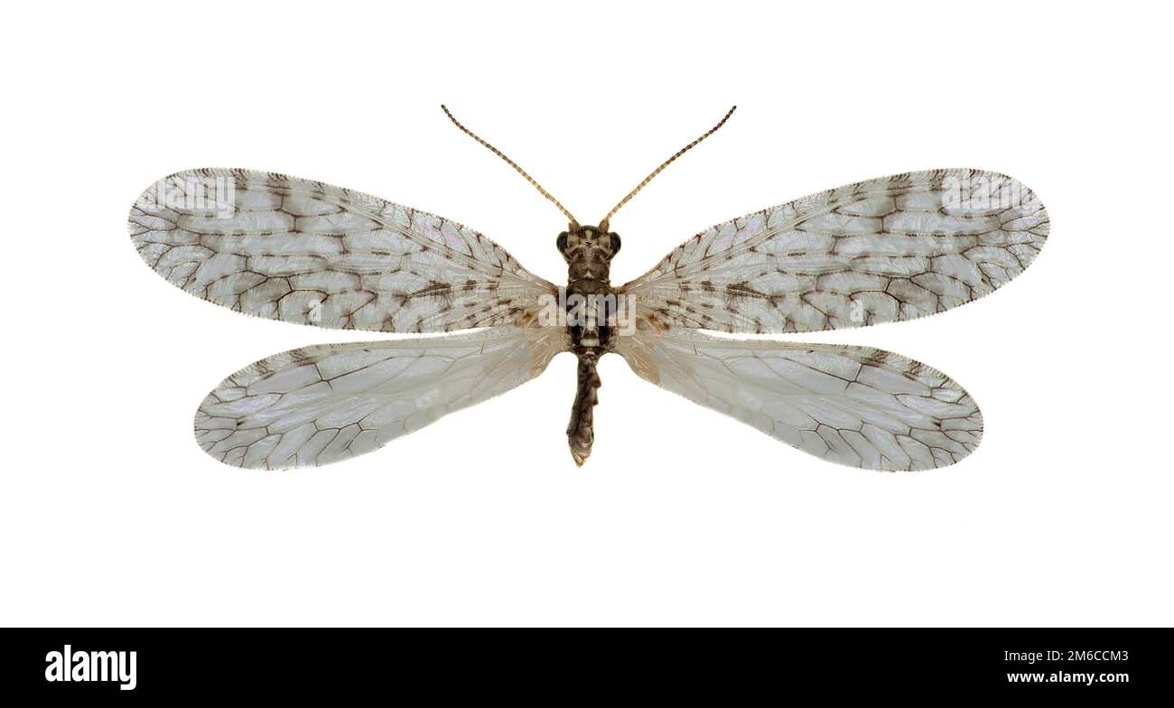 Brown Lacewing Micromus on white Background - Micromus variegatus ...