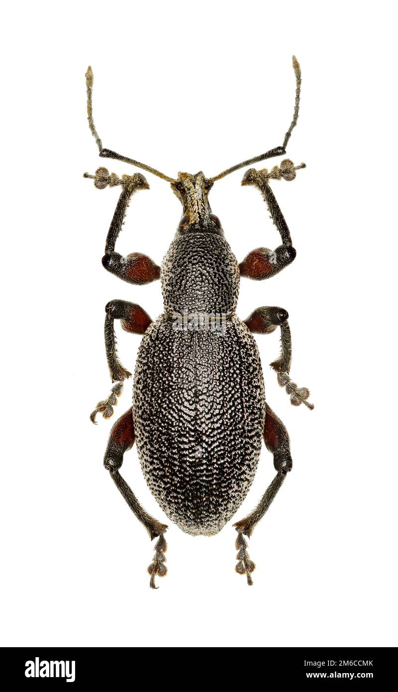 Weevil Otiorhynchus on white Background - Otiorhynchus cardiniger (Host ...