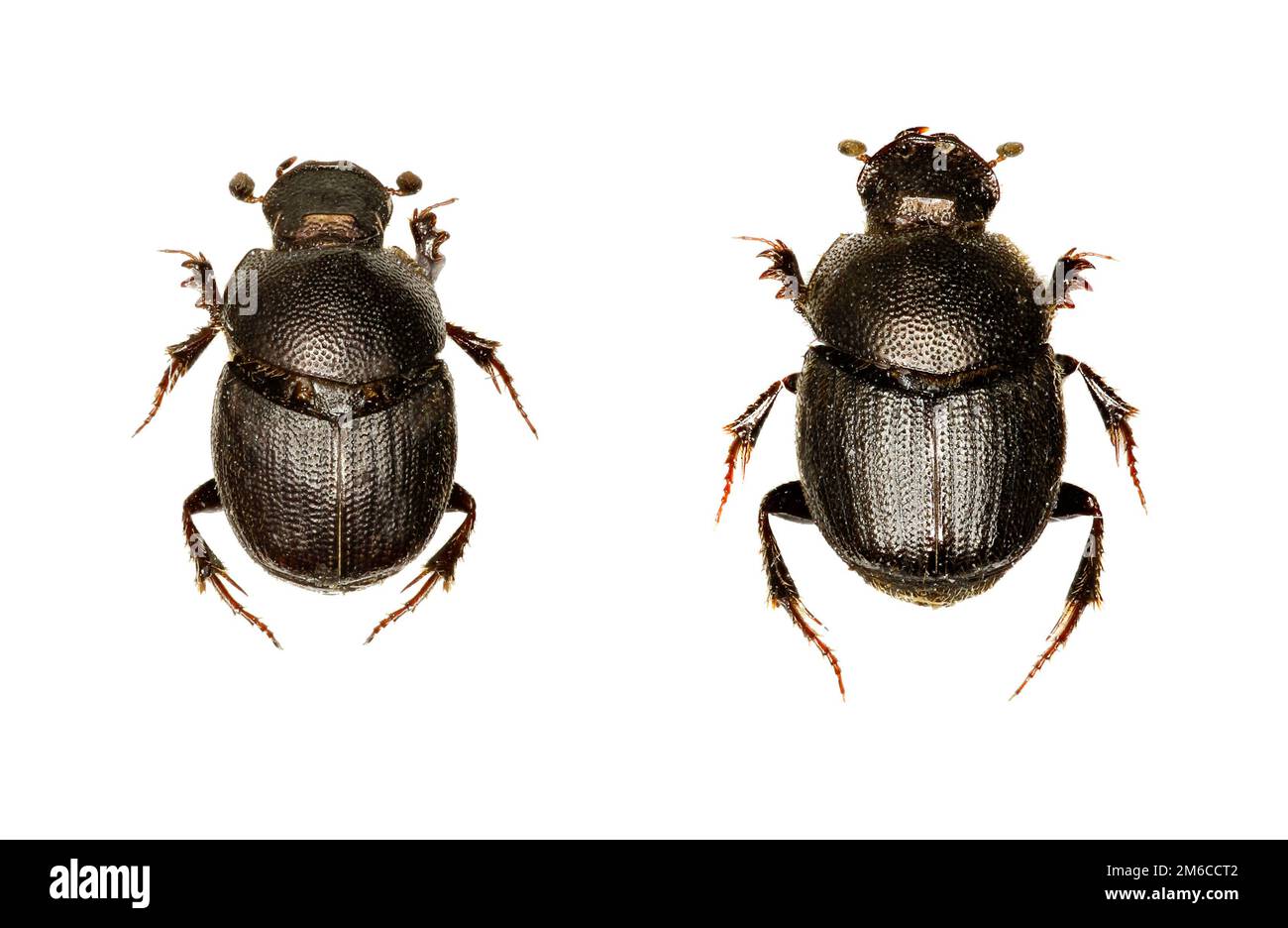 Dung Beetle Onthophagus on white Background - Onthophagus ...