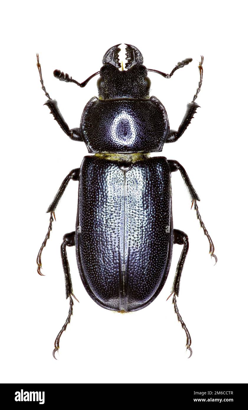 Blue Stag Beetle on white Background - Platycerus caraboides (Linnaeus ...