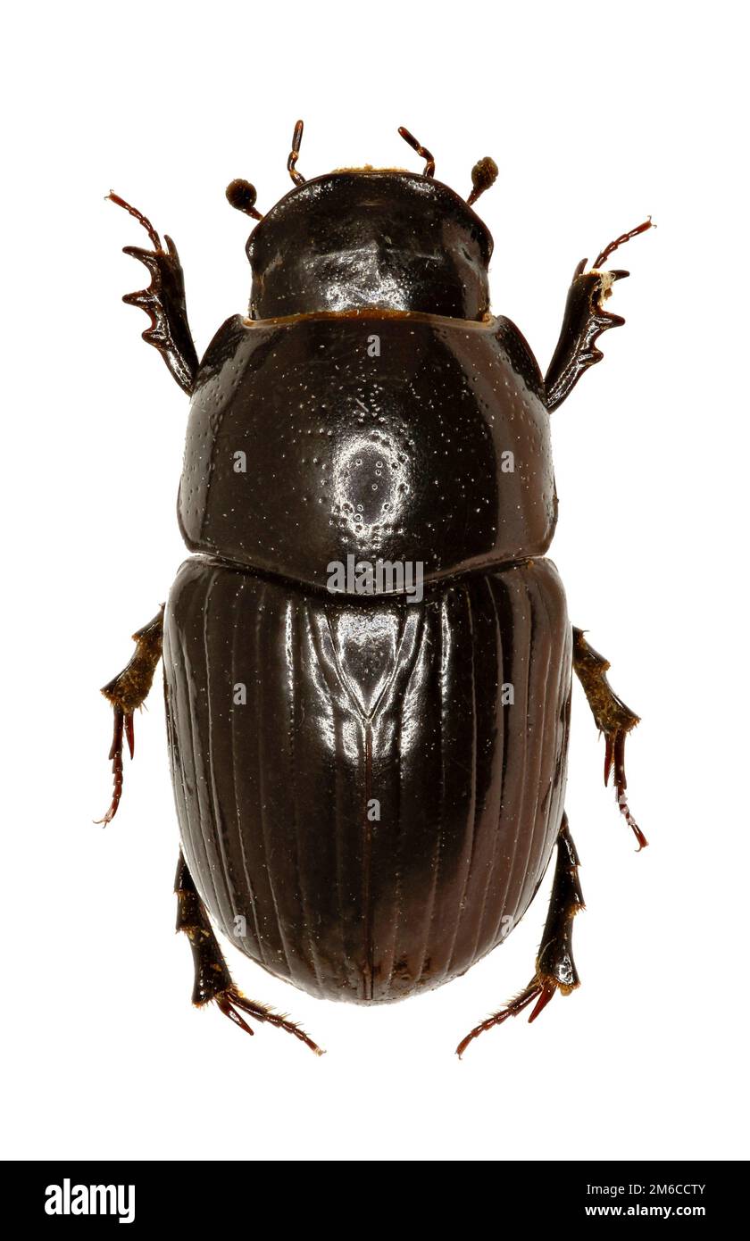 Dung Beetle Aphodius on white Background - Aphodius (Teuchestes) fossor ...