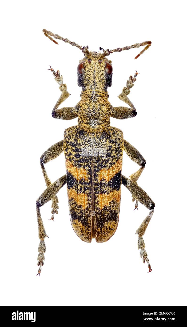 Blackspotted Pliers Support Beetle on white Background - Rhagium mordax ...