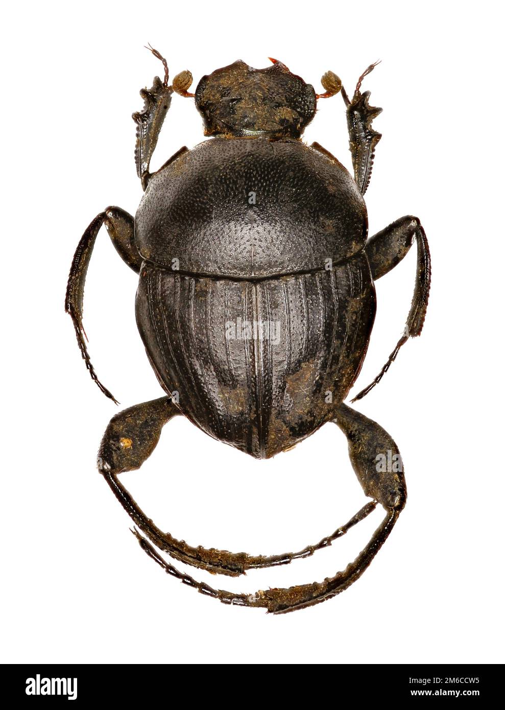 Dung Beetle Sisyphus on white Background - Sisyphus schaefferi ...