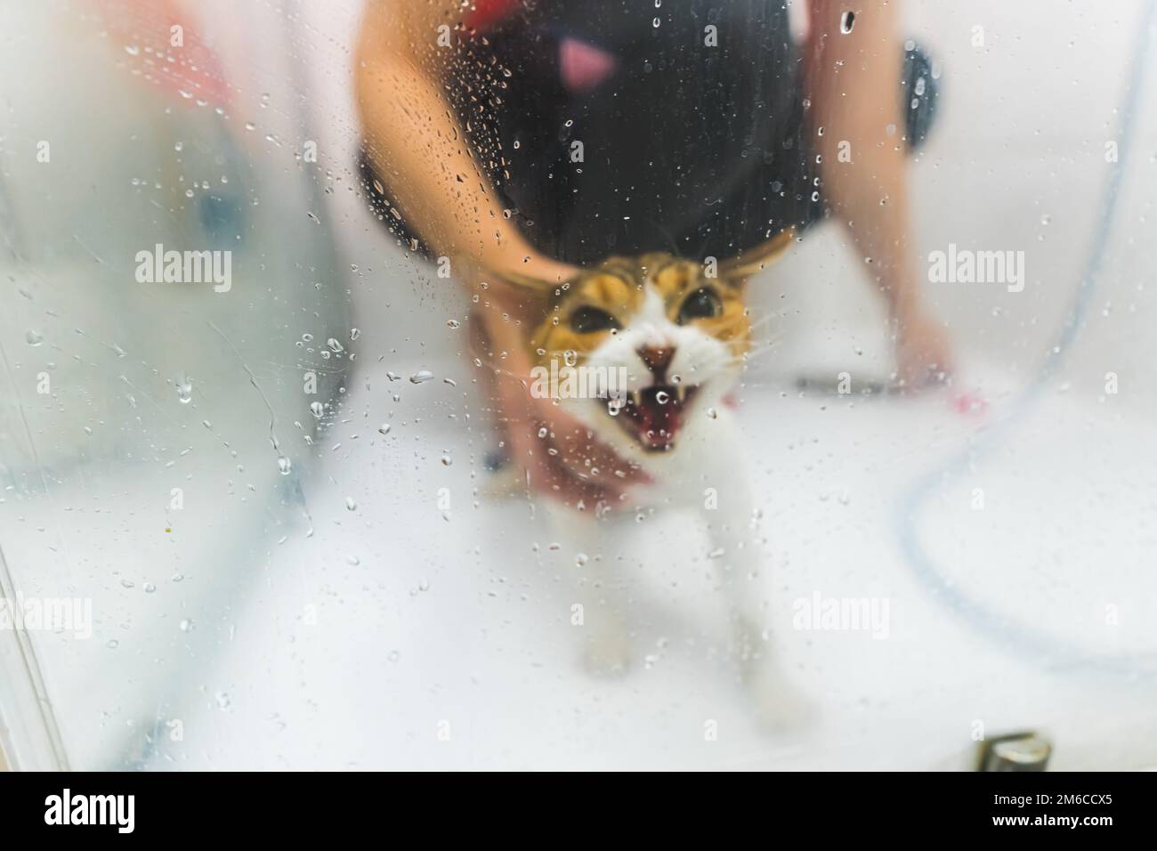 Angry wet Devon Rex cat hates taking a shower. High quality photo Stock ...