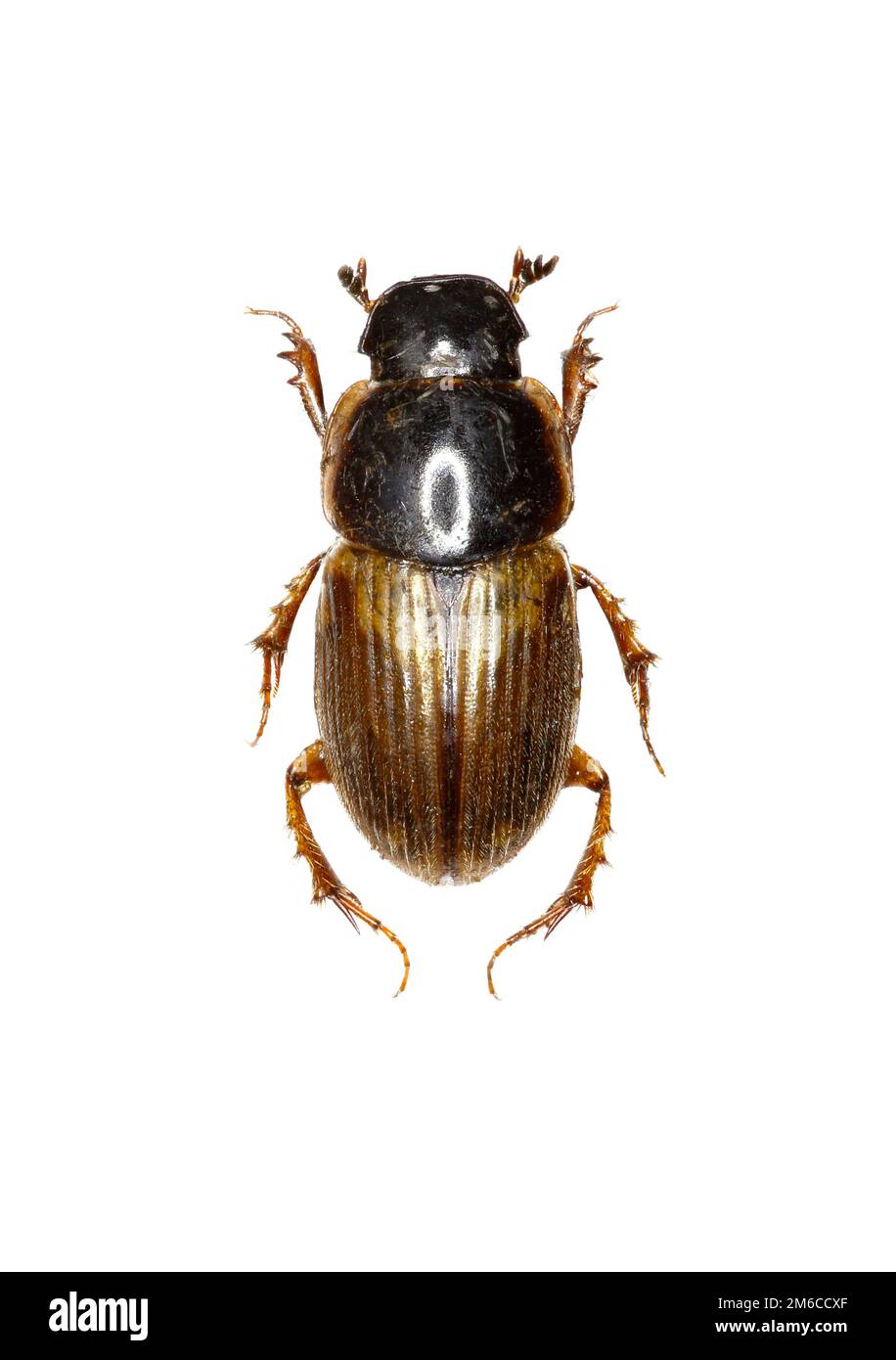 Melinopterus prodromus Cut Out Stock Images & Pictures - Alamy