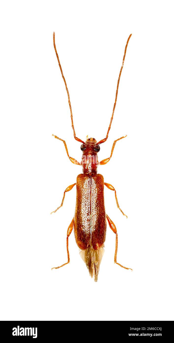 Brown longhorn beetles hi-res stock photography and images - Alamy