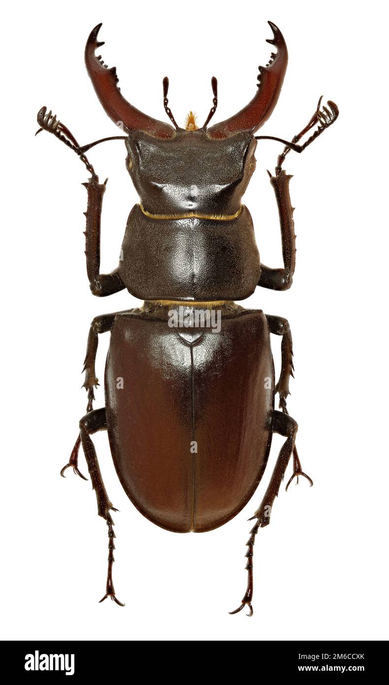 European Stag Beetle on white Background - Lucanus cervus (Linnaeus ...