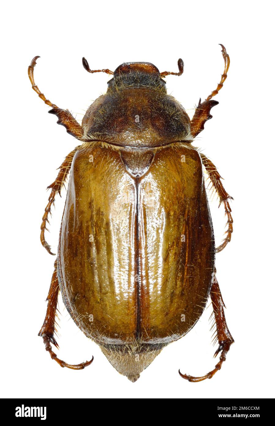 European June Beetle on white Background - Amphimallon solstitiale ...
