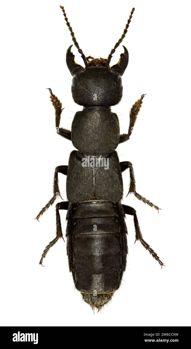 Devil's Coach Horse Beetle on white Background - Ocypus olens (O. F ...